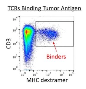 GigaMune – T cell therapies for cancer